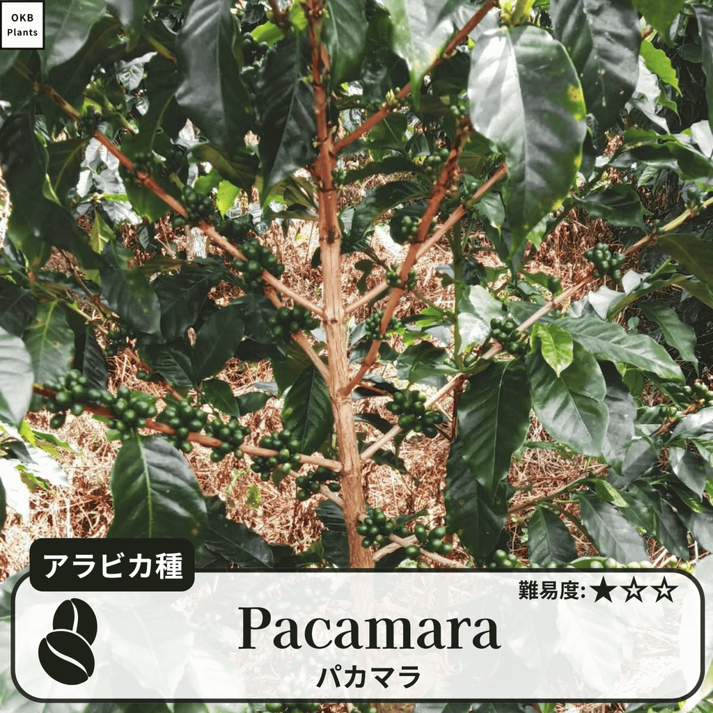 パカマラ品種(Pacamara) コーヒーの木の種子 10粒 – OKB Plants